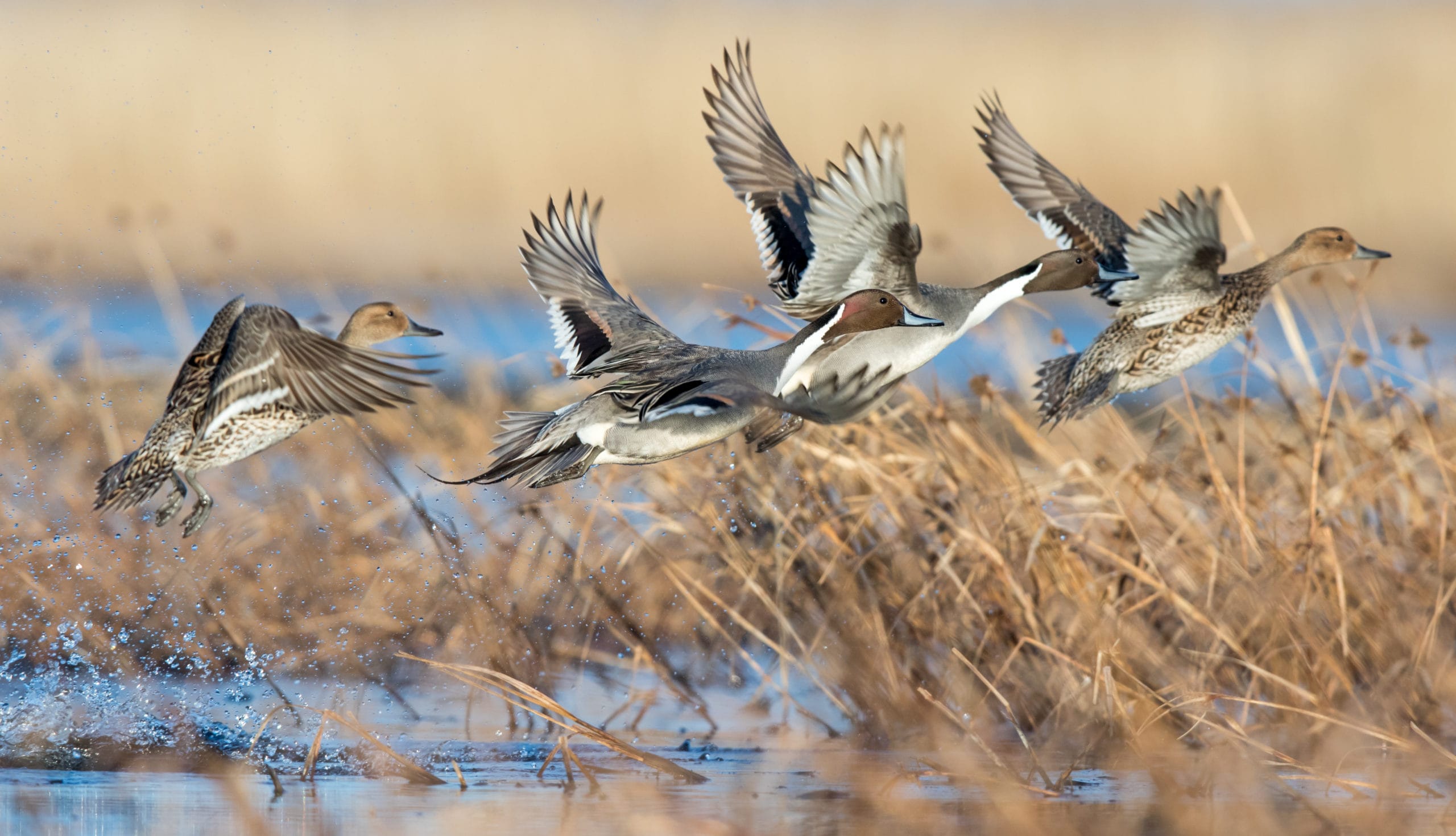 Featured Content – Delta Waterfowl Duck Hunters Expo